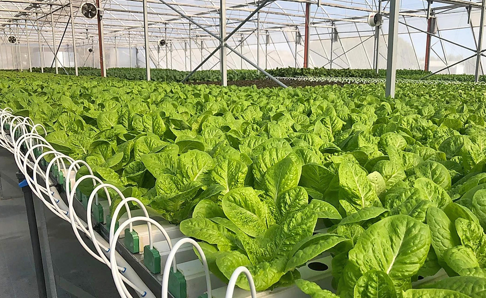 What are Different Types of Vertical Farming? Explore!
