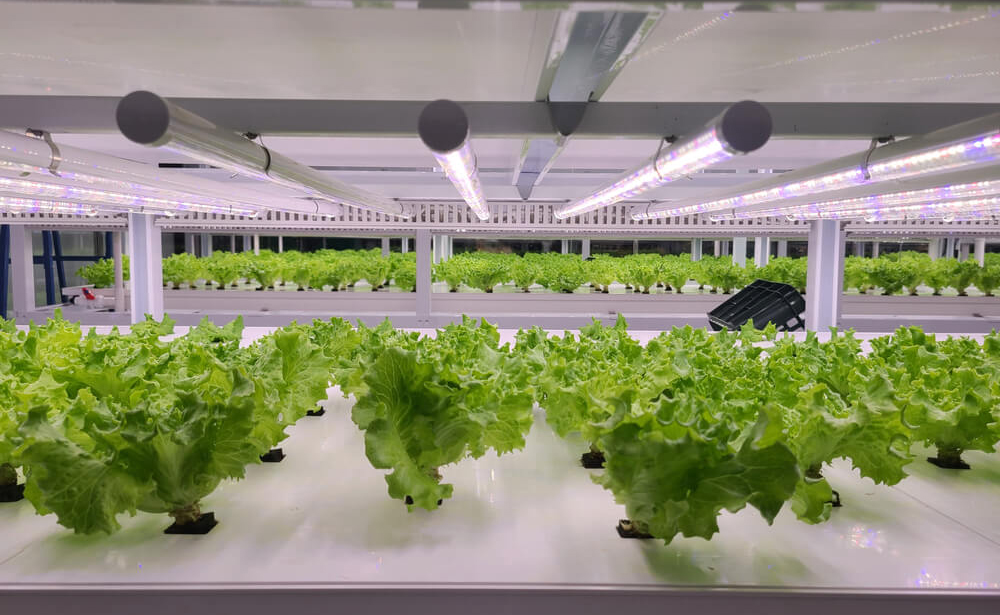 What are Different Types of Vertical Farming? Explore!